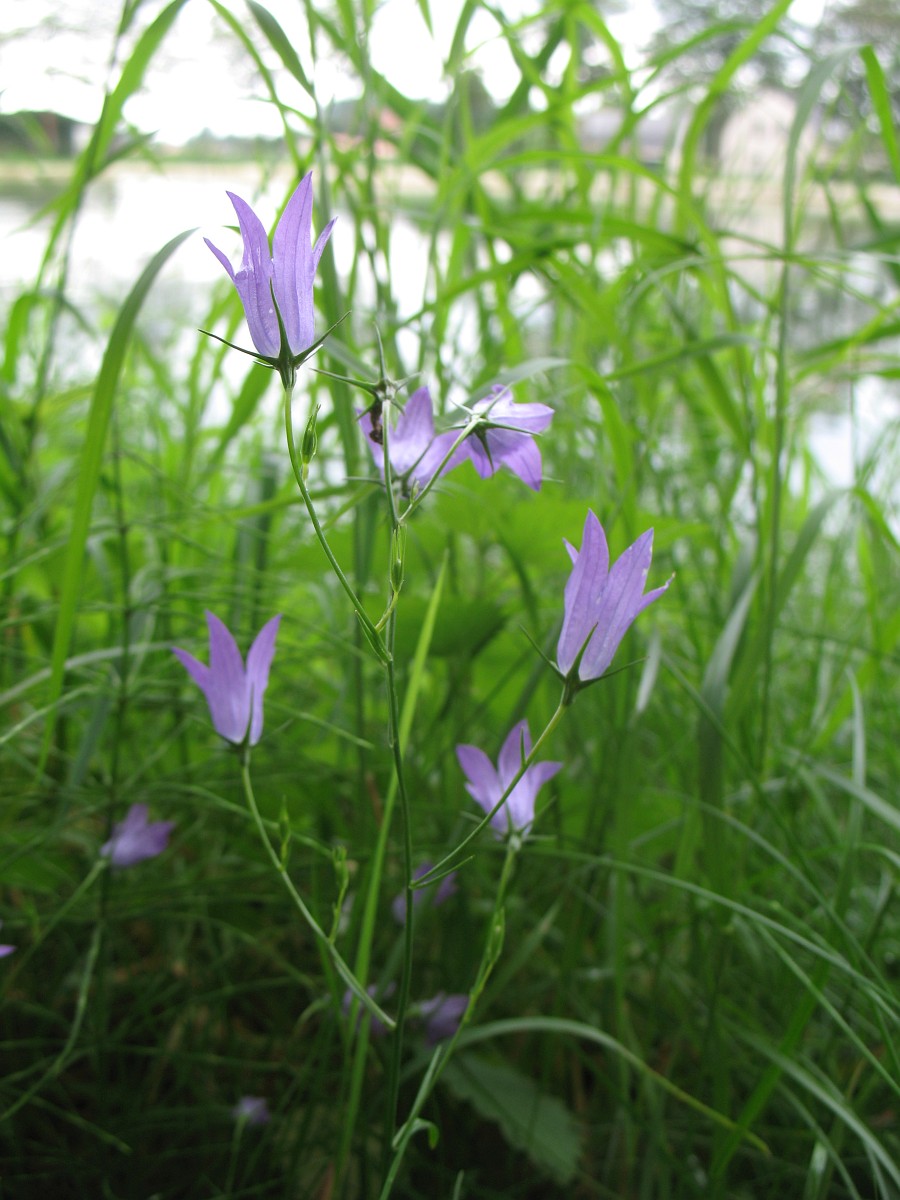 Campanula rapunculus, Rampion Bellflower