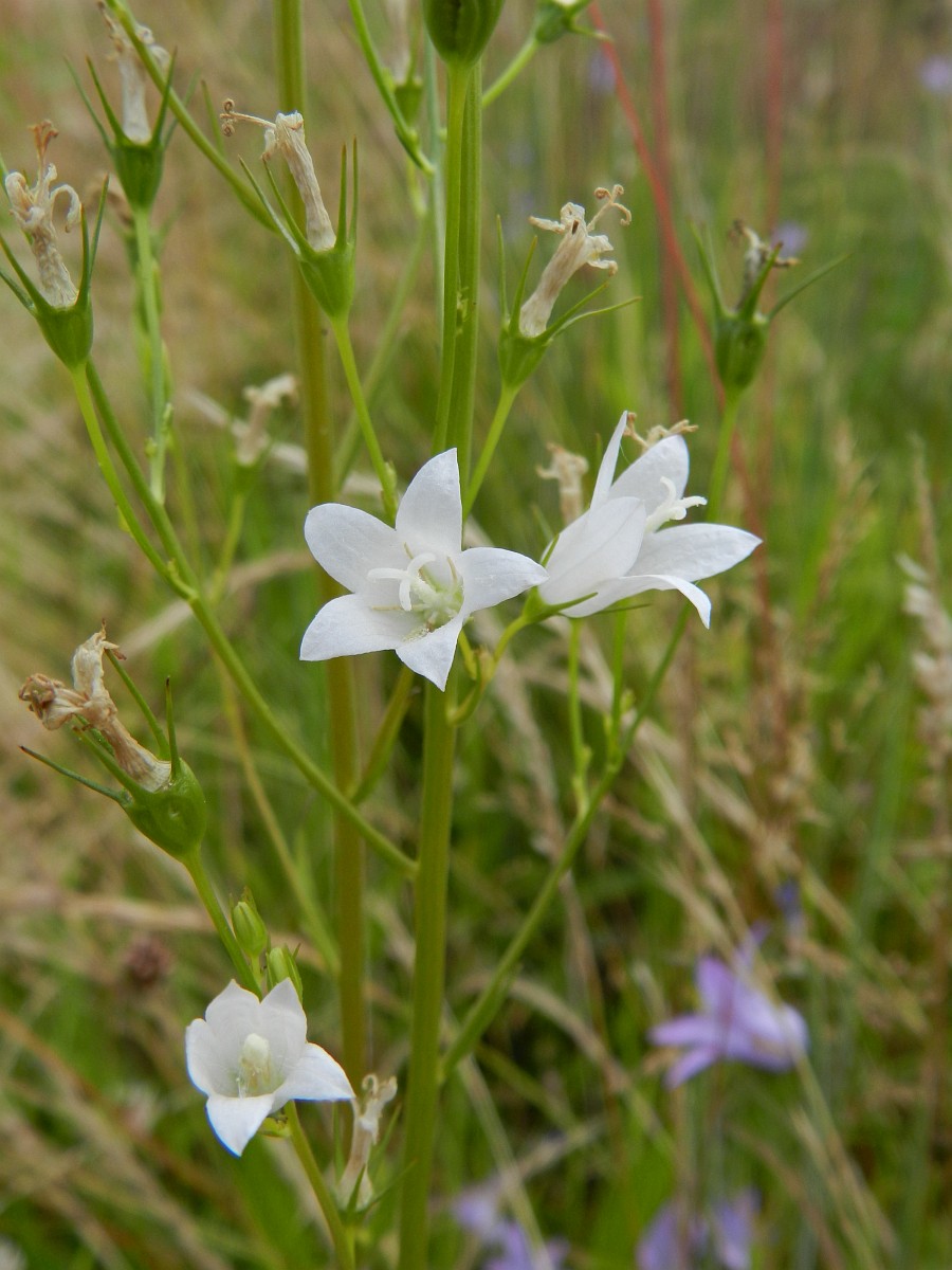 Campanula rapunculus, Rampion Bellflower