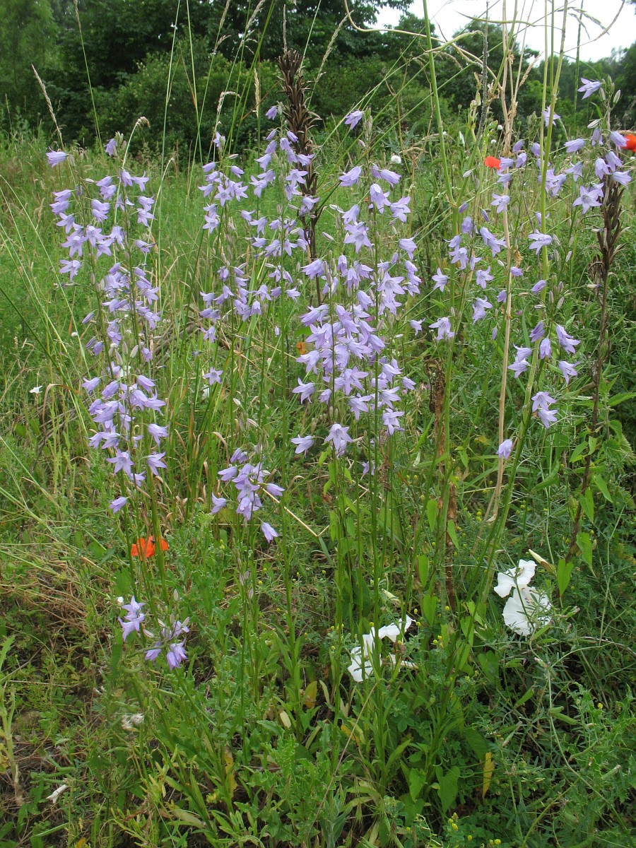 Campanula rapunculus, Rampion Bellflower