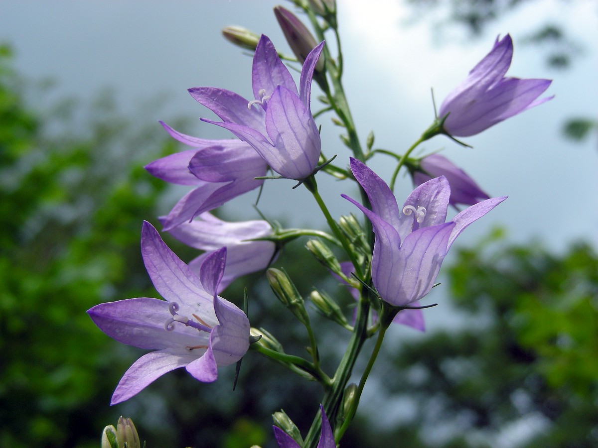 Campanula rapunculus, Rampion Bellflower