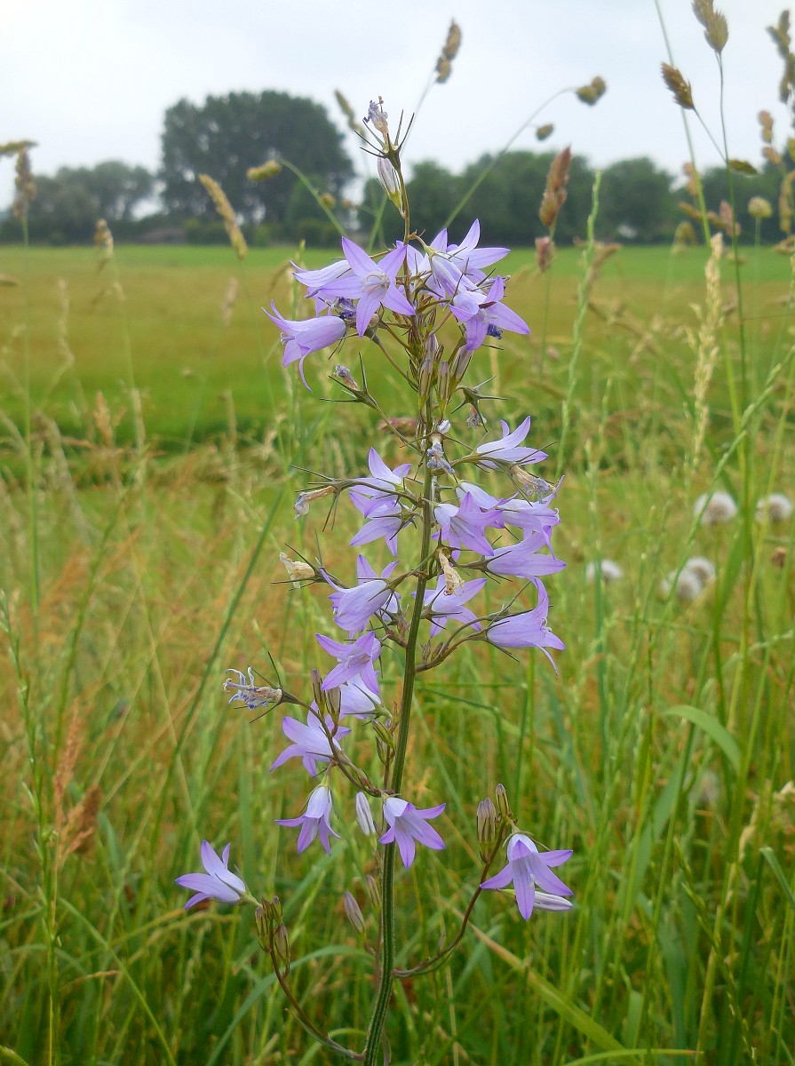 Campanula rapunculus, Rampion Bellflower