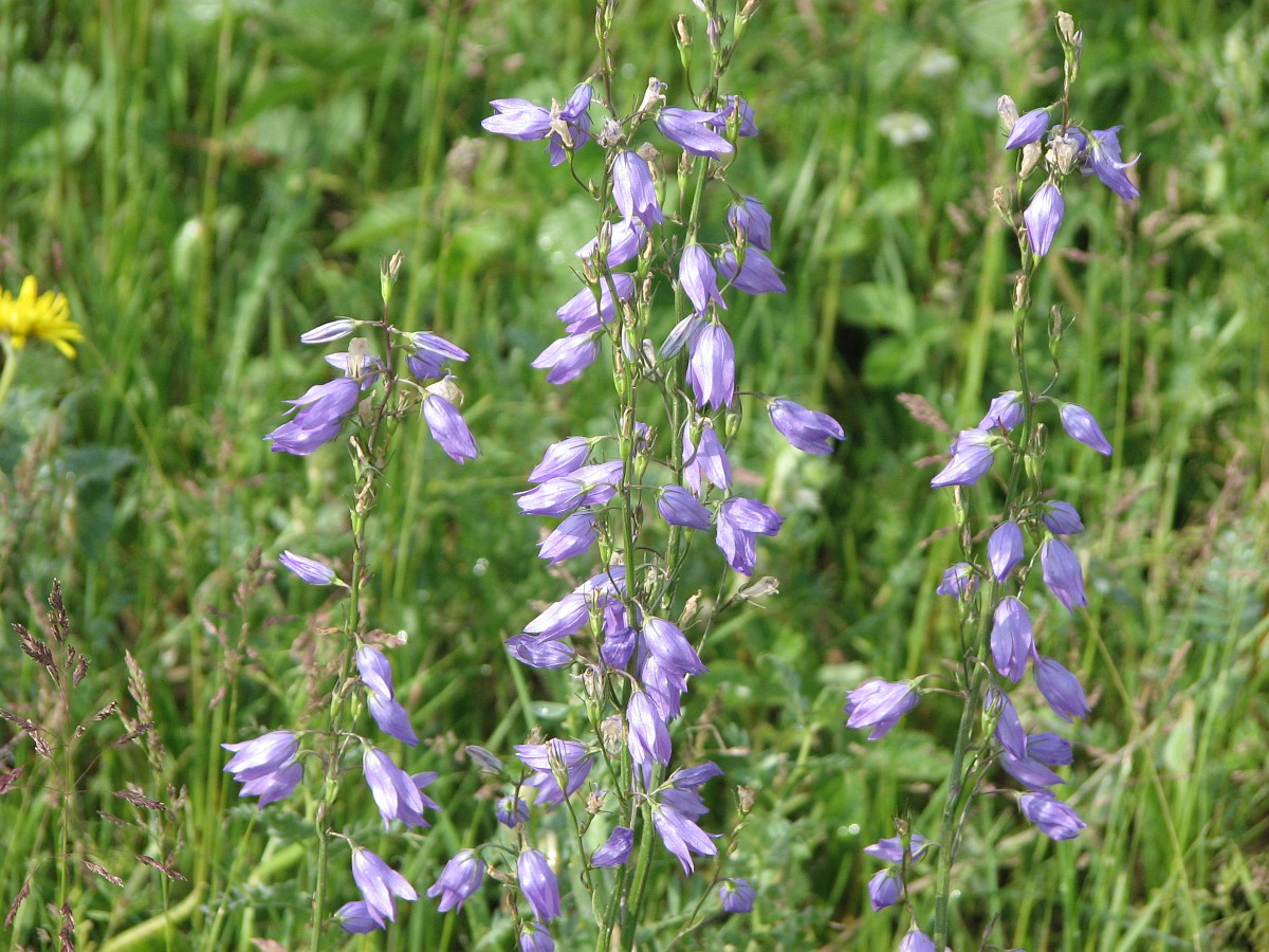 Campanula rapunculus, Rampion Bellflower