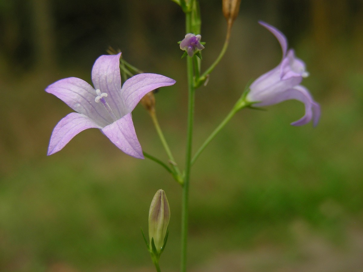 Campanula rapunculus, Rampion Bellflower