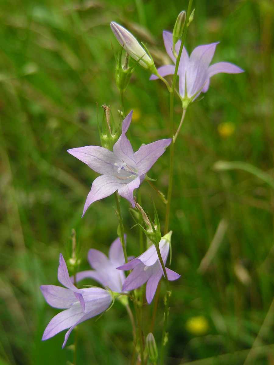 Campanula rapunculus, Rampion Bellflower