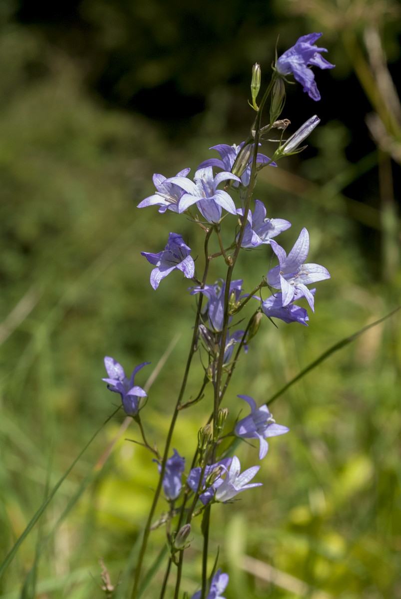Campanula rapunculus, Rampion Bellflower