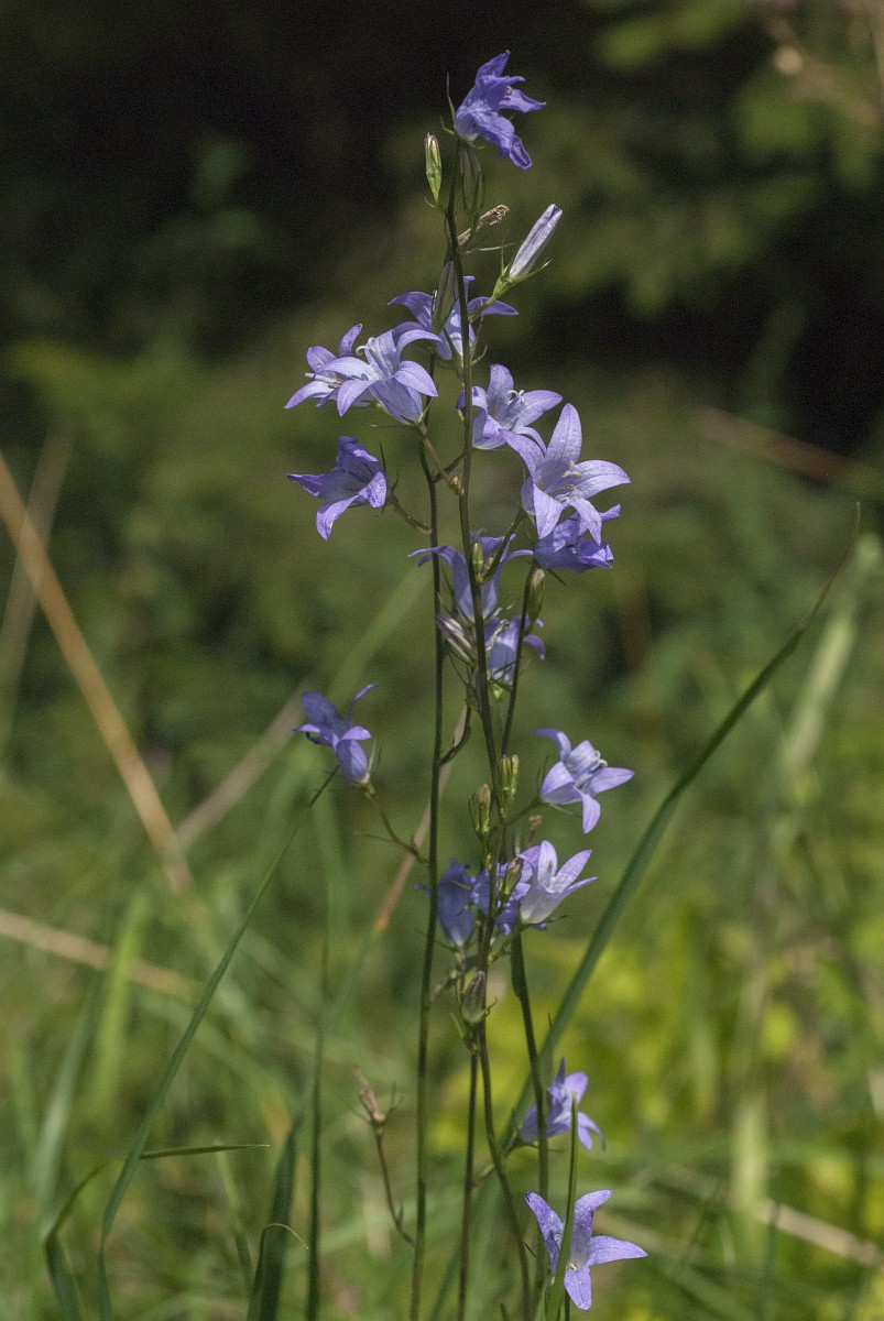Campanula rapunculus, Rampion Bellflower