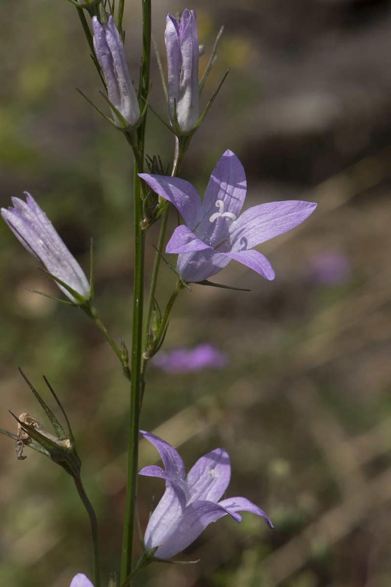Campanula rapunculus, Rampion Bellflower