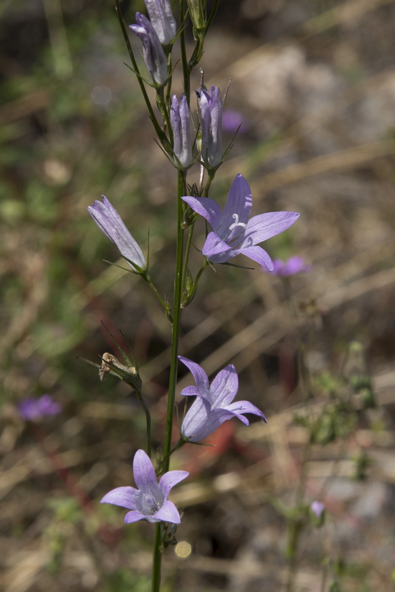 Campanula rapunculus, Rampion Bellflower