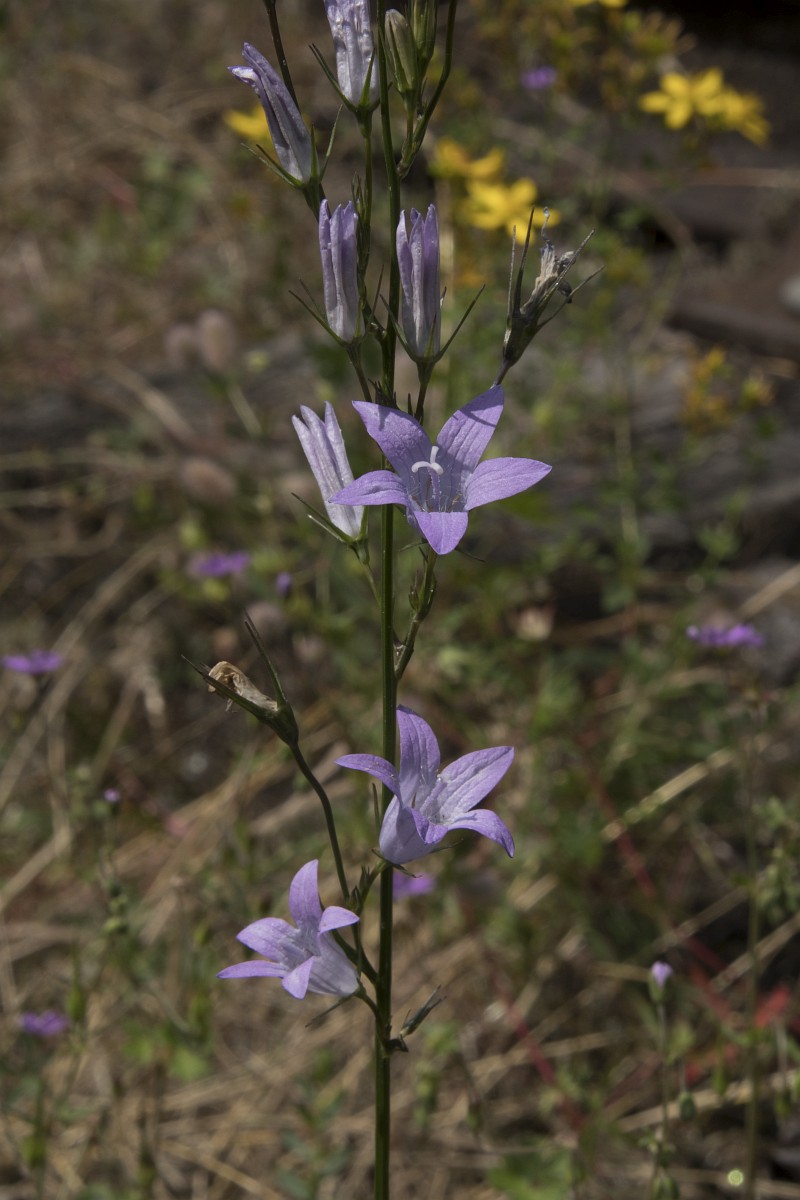 Campanula rapunculus, Rampion Bellflower