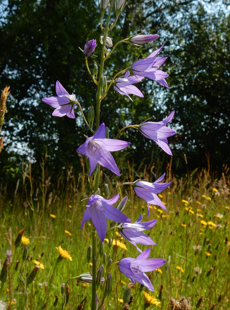 Campanula rapunculus, Rampion Bellflower