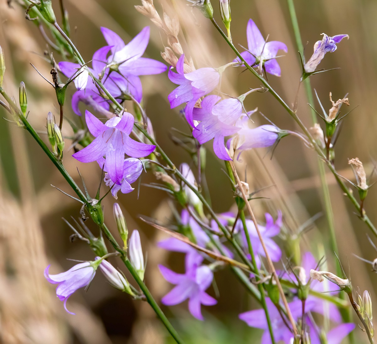 Campanula rapunculus, Rampion Bellflower