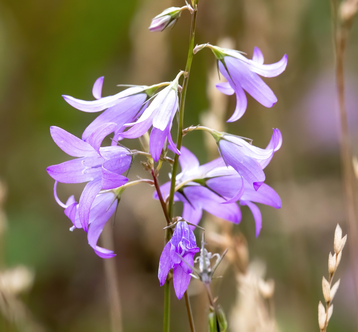 Campanula rapunculus, Rampion Bellflower