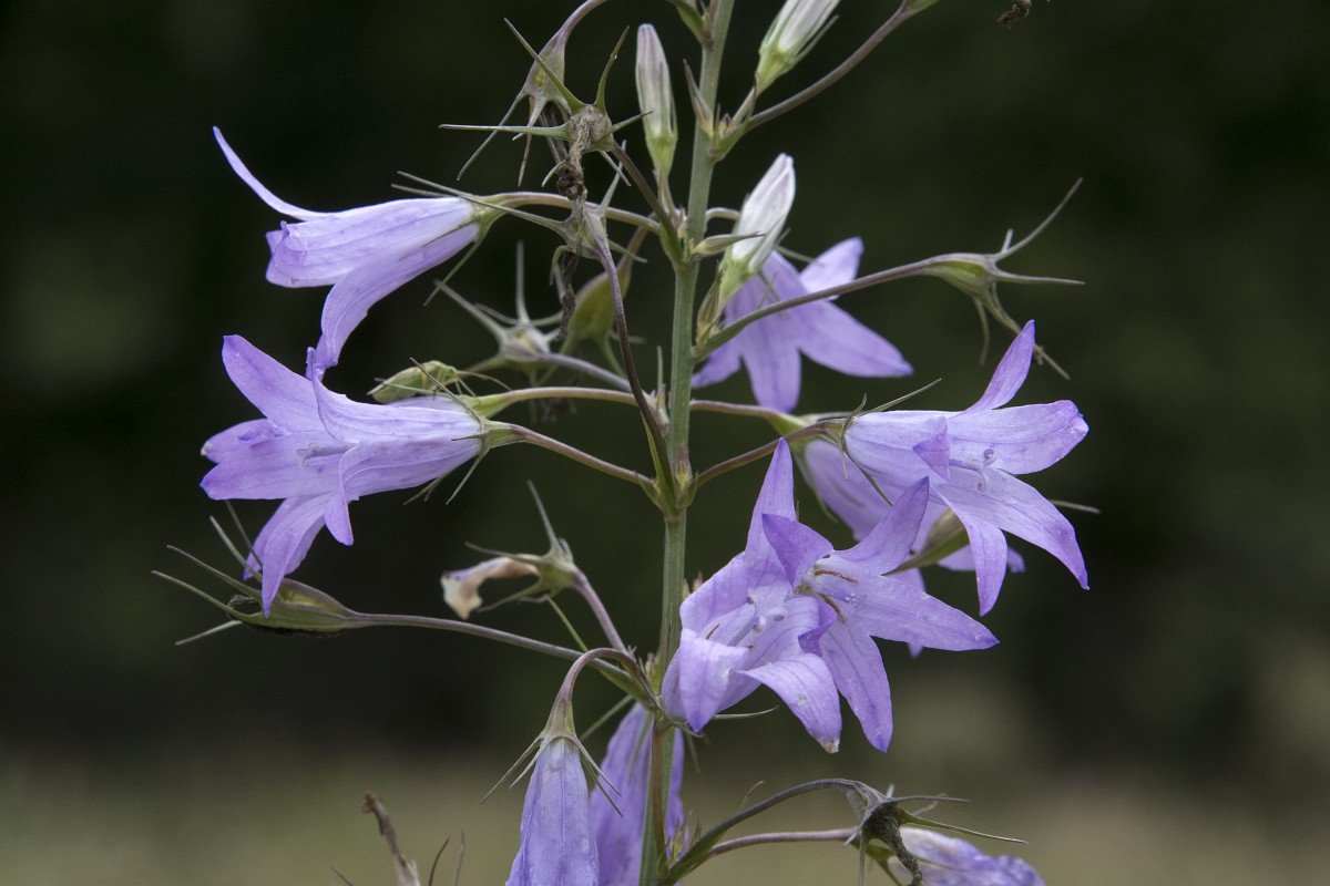 Campanula rapunculus, Rampion Bellflower