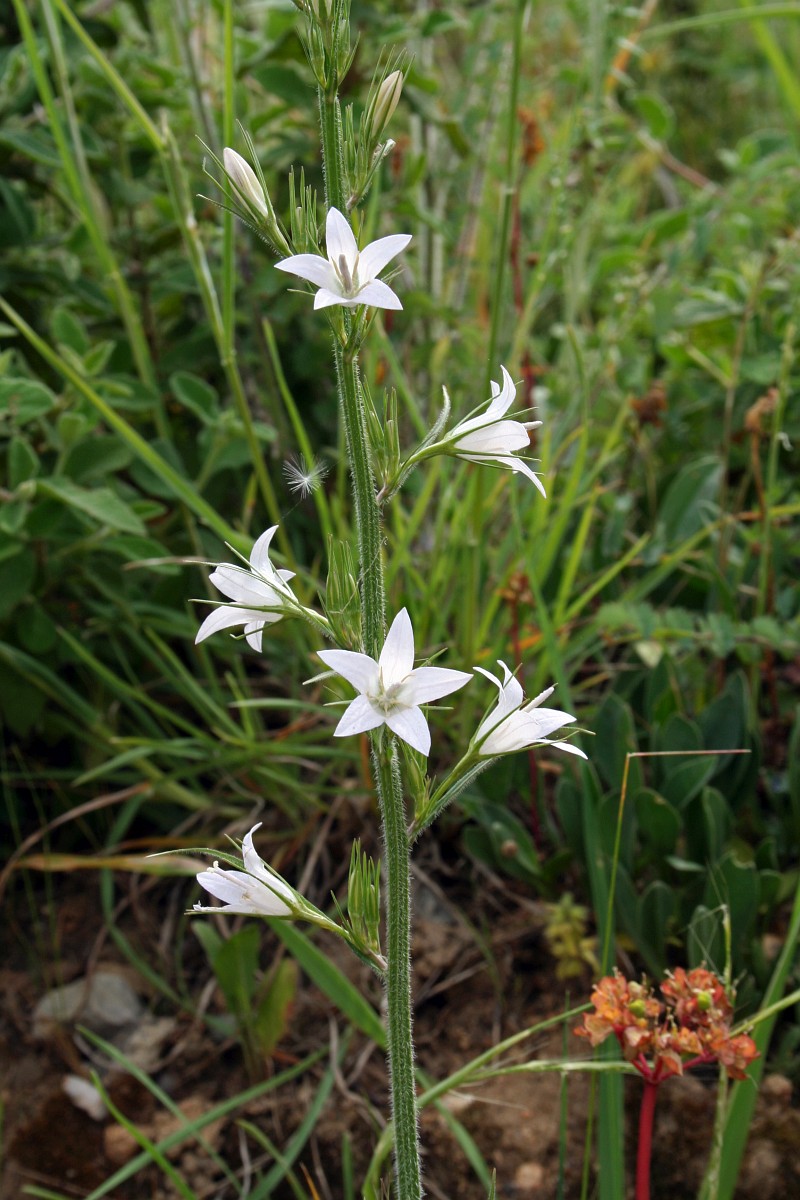 Campanula rapunculus, Rampion Bellflower