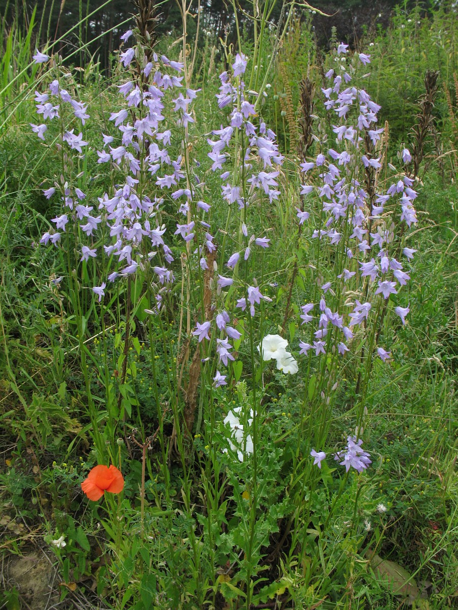 Campanula rapunculus, Rampion Bellflower