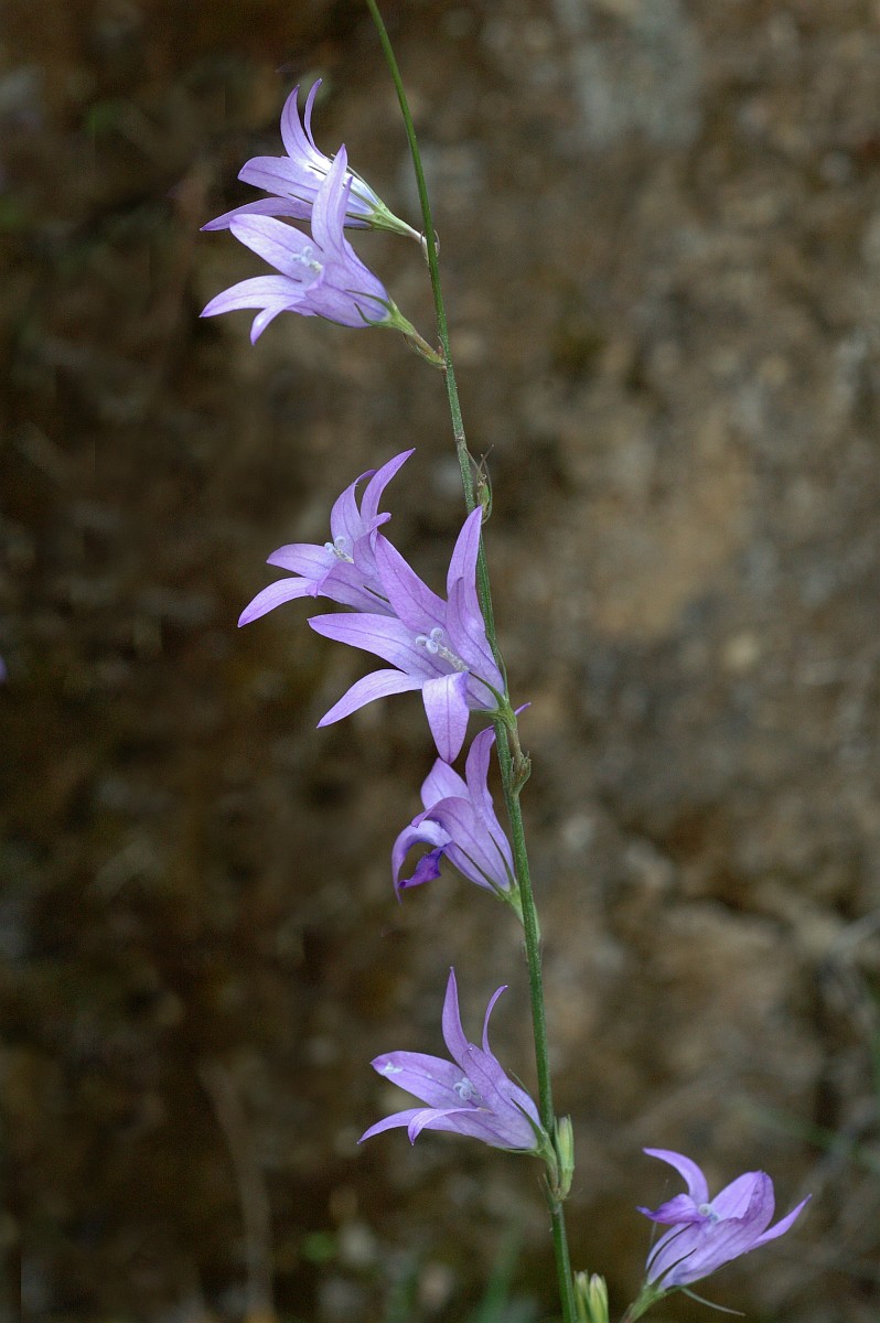 Campanula rapunculus, Rampion Bellflower