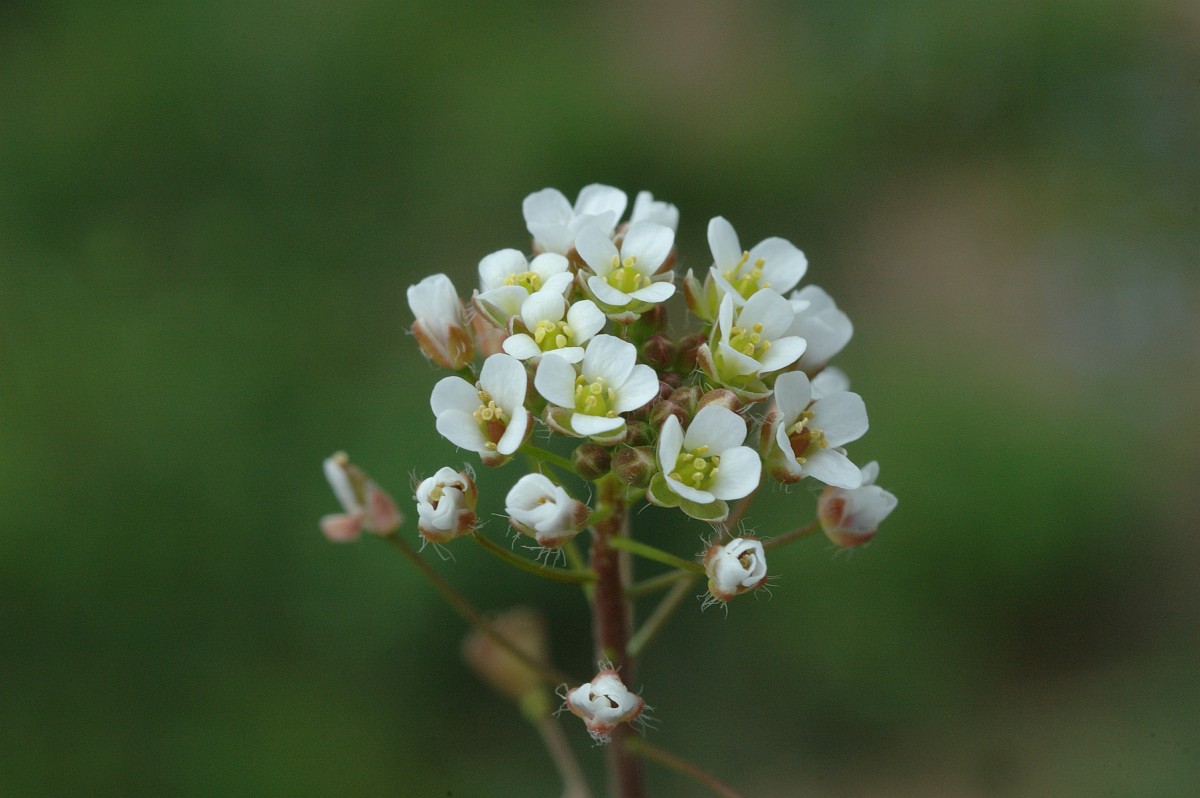 Capsella rubella, Pink Shepherd's Purse