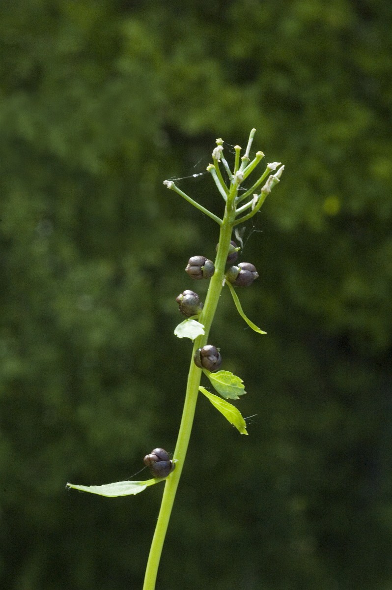 Cardamine bulbifera, Coralroot