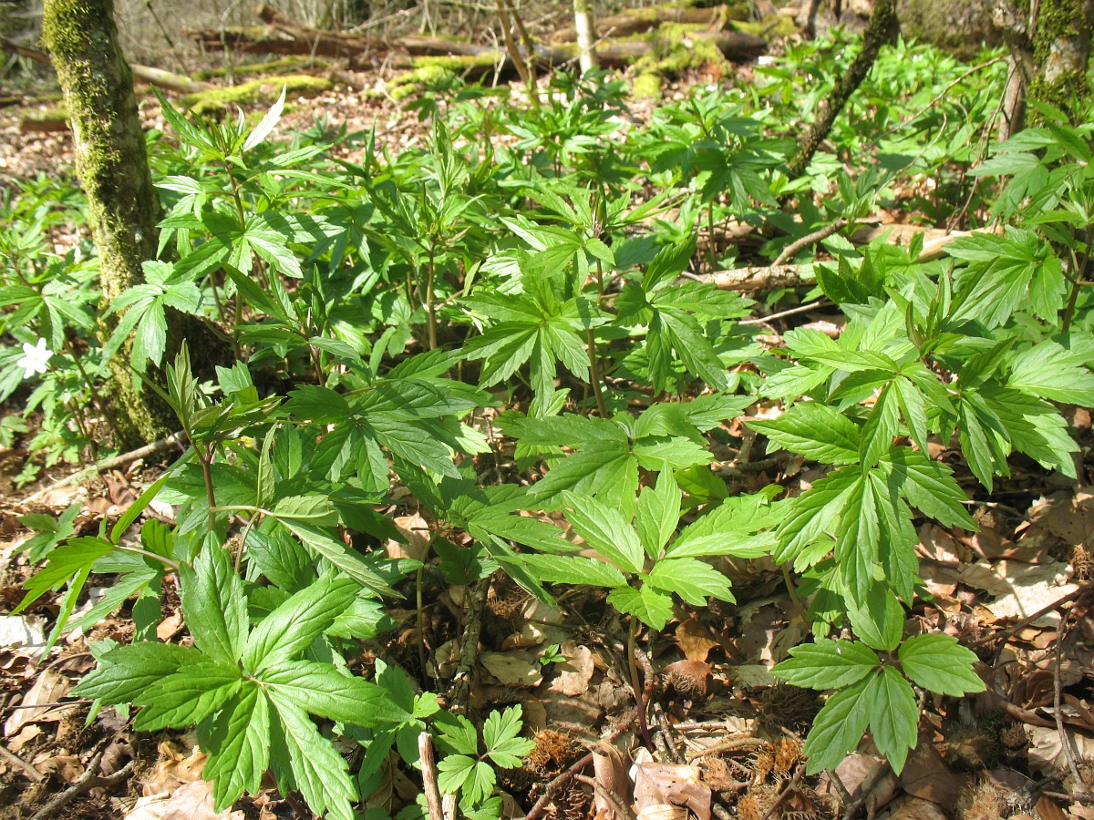 Cardamine bulbifera, Coralroot