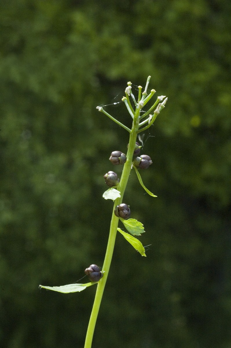 Cardamine bulbifera, Coral-root