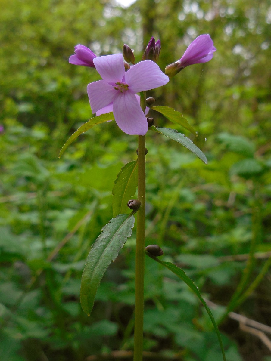Cardamine bulbifera, Coral-root