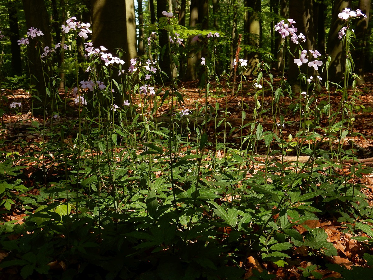 Cardamine bulbifera, Coral-root