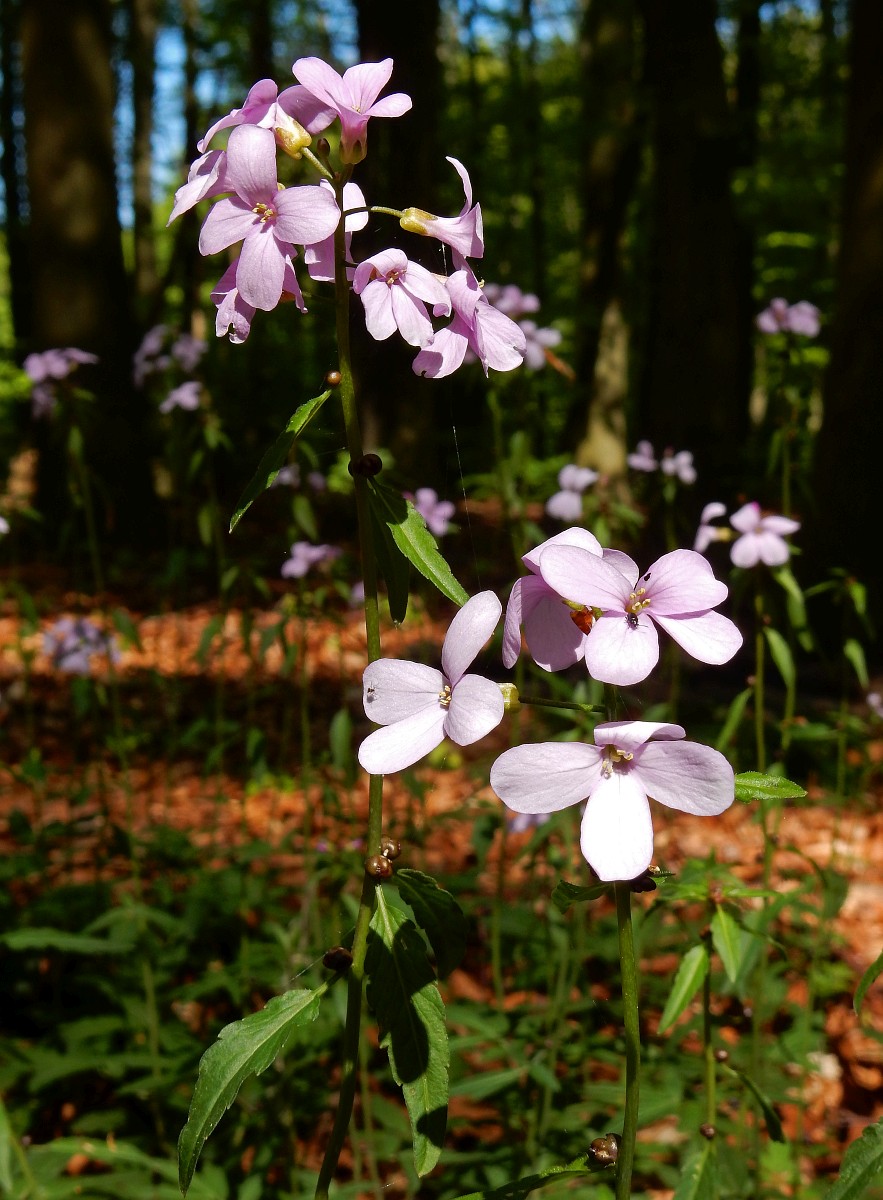 Cardamine bulbifera, Coral-root