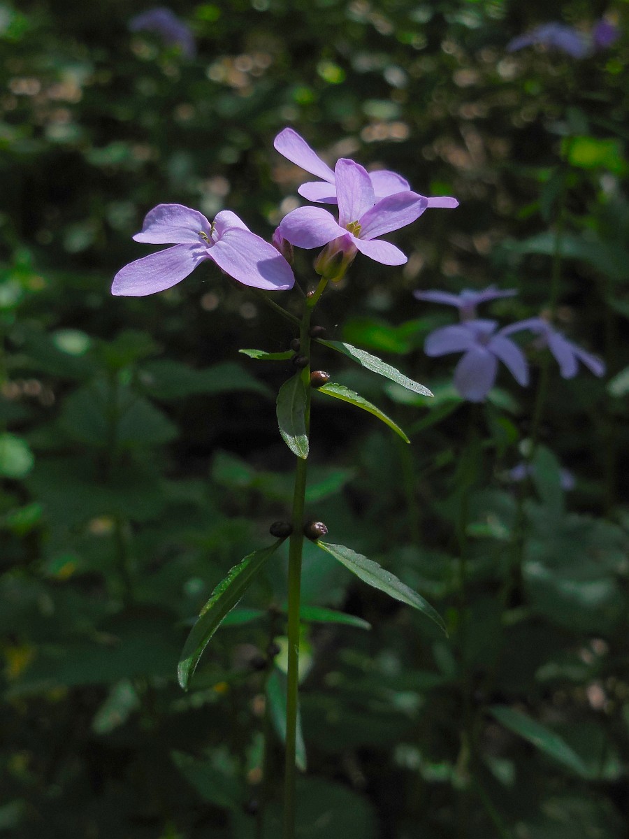 Cardamine bulbifera, Coral-root
