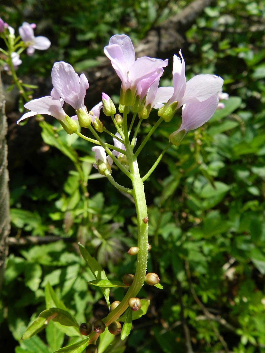 Cardamine bulbifera, Coral-root
