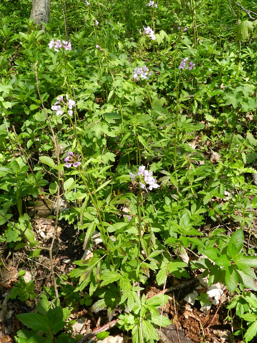 Cardamine bulbifera, Coral-root