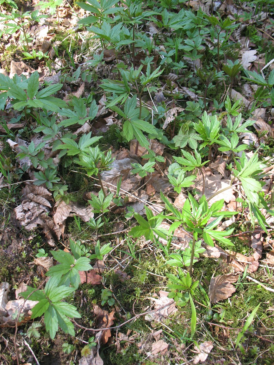 Cardamine bulbifera, Coral-root