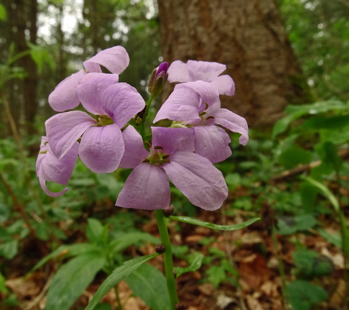 Cardamine bulbifera, Coral-root
