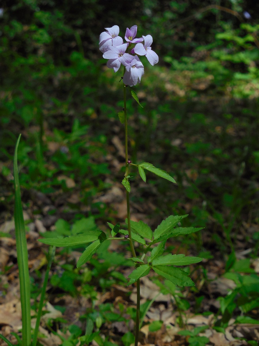 Cardamine bulbifera, Coral-root