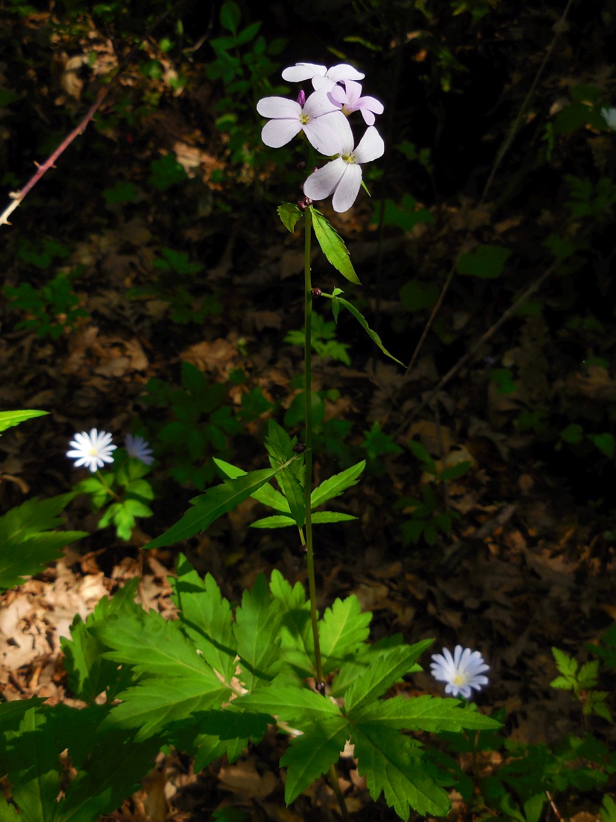 Cardamine bulbifera, Coral-root