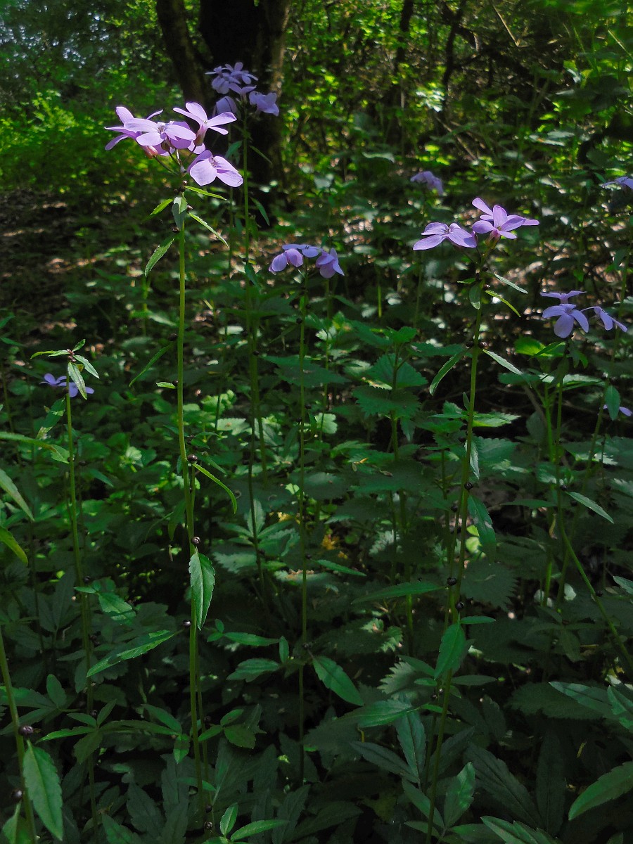 Cardamine bulbifera, Coral-root
