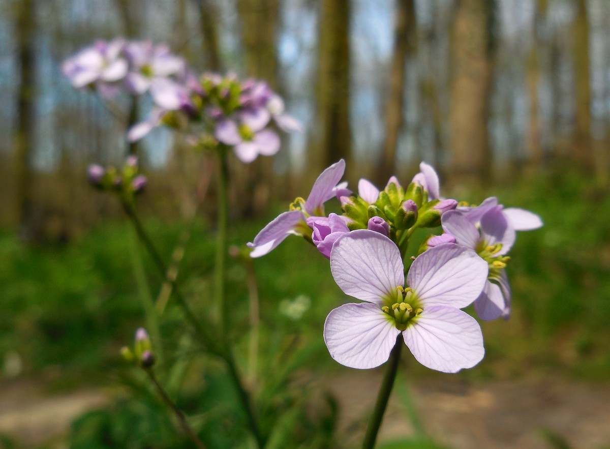 Cardamine pratensis, Cuckoo-flower