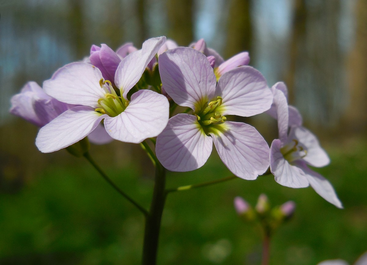Cardamine pratensis, Cuckoo-flower