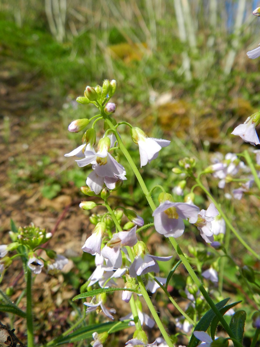 Cardaminopsis arenosa, Sand Rock-cress