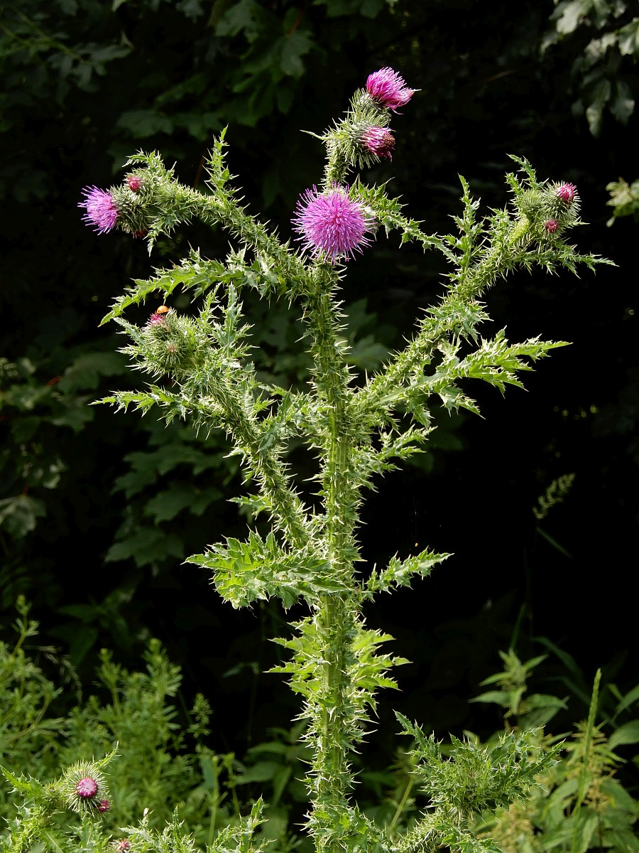 Carduus crispus, Curly Plumeless Thistle