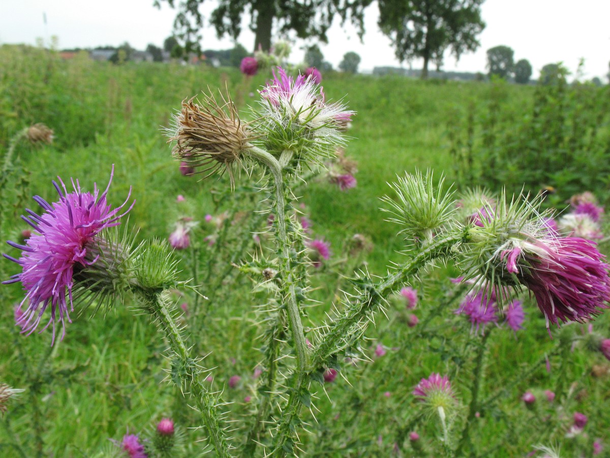 Carduus crispus, Curly Plumeless Thistle