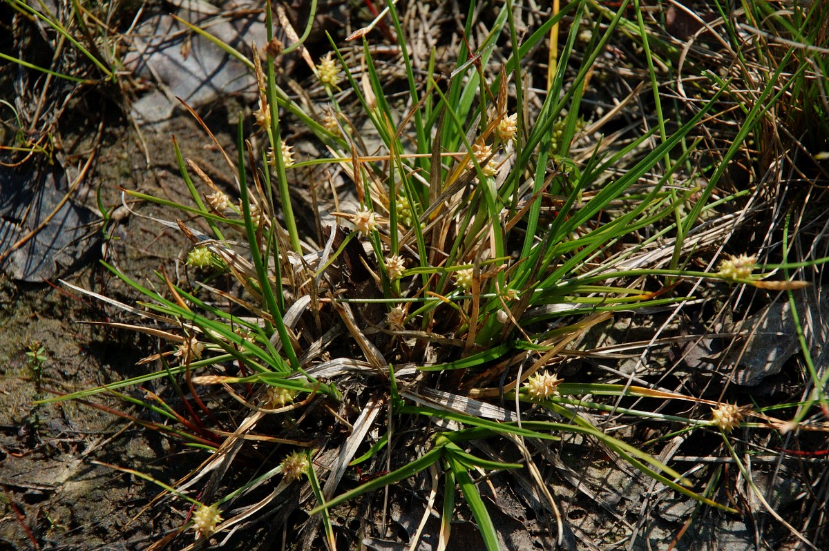 Carex caryophyllea, Spring-sedge