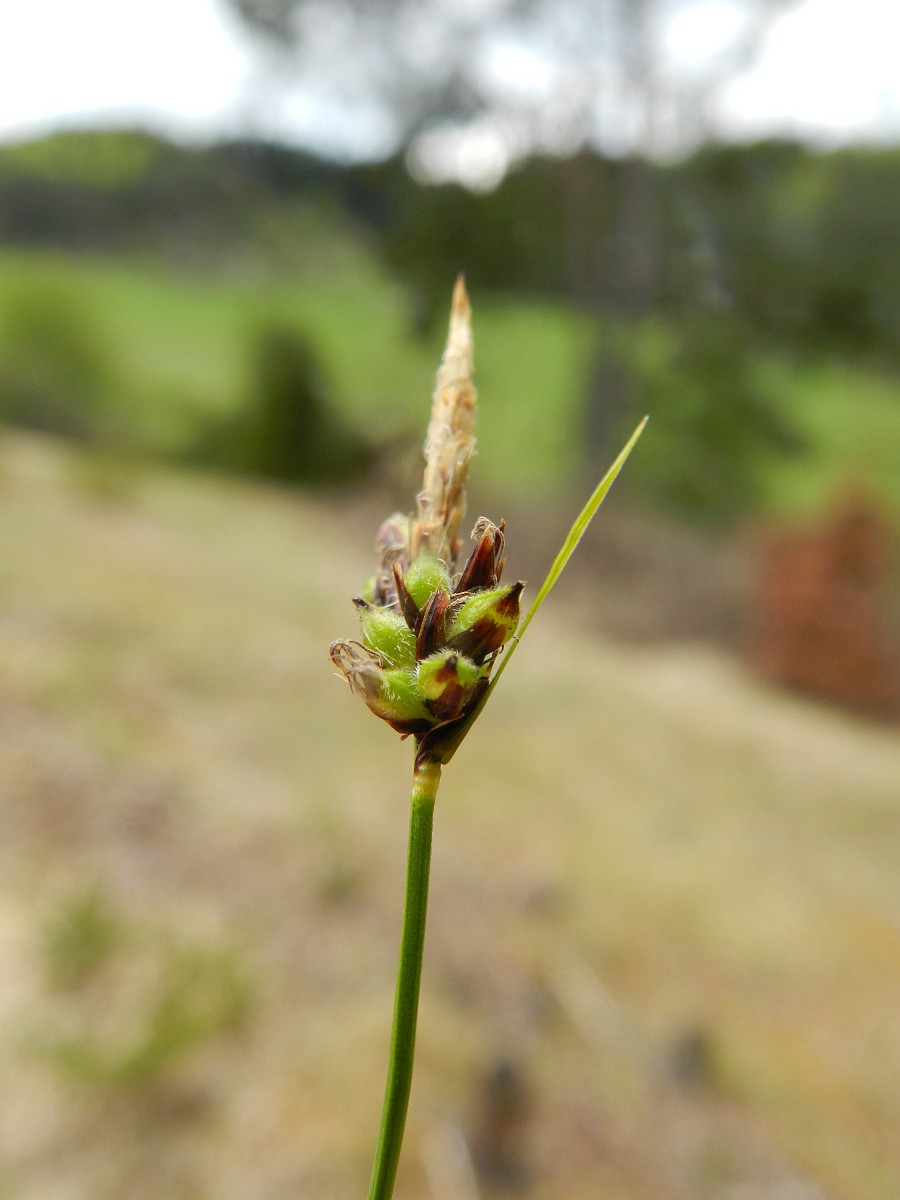 Carex caryophyllea, Spring-sedge