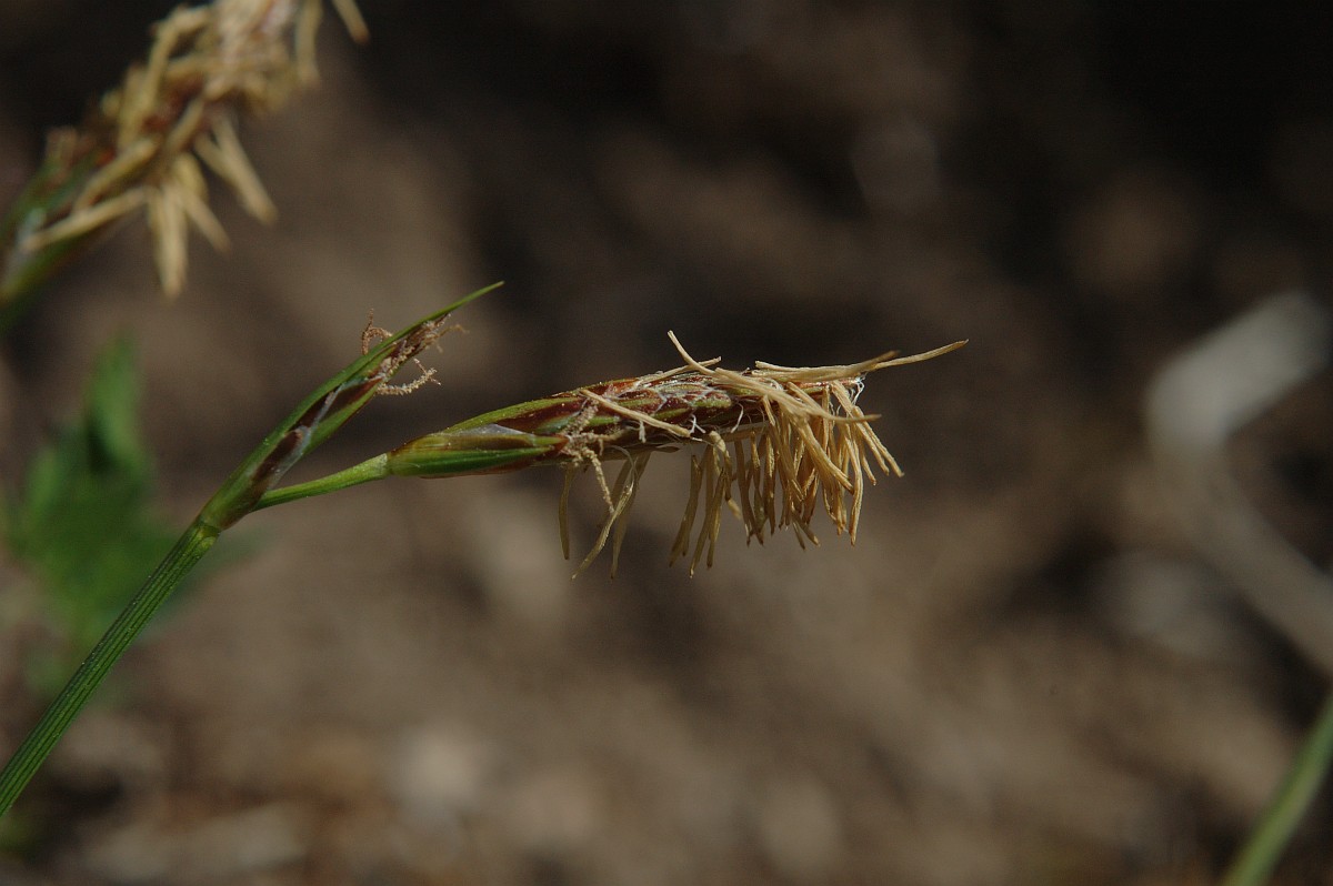 Carex humilis, Dwarf Sedge