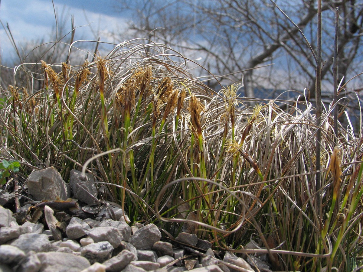 Carex humilis, Dwarf Sedge