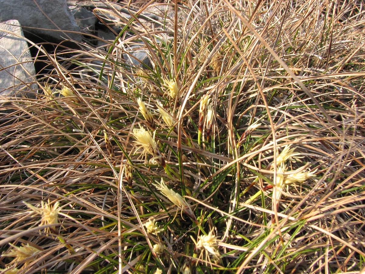 Carex humilis, Dwarf Sedge
