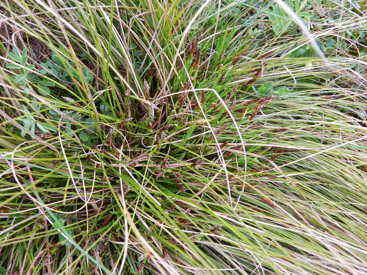 Carex humilis, Dwarf Sedge