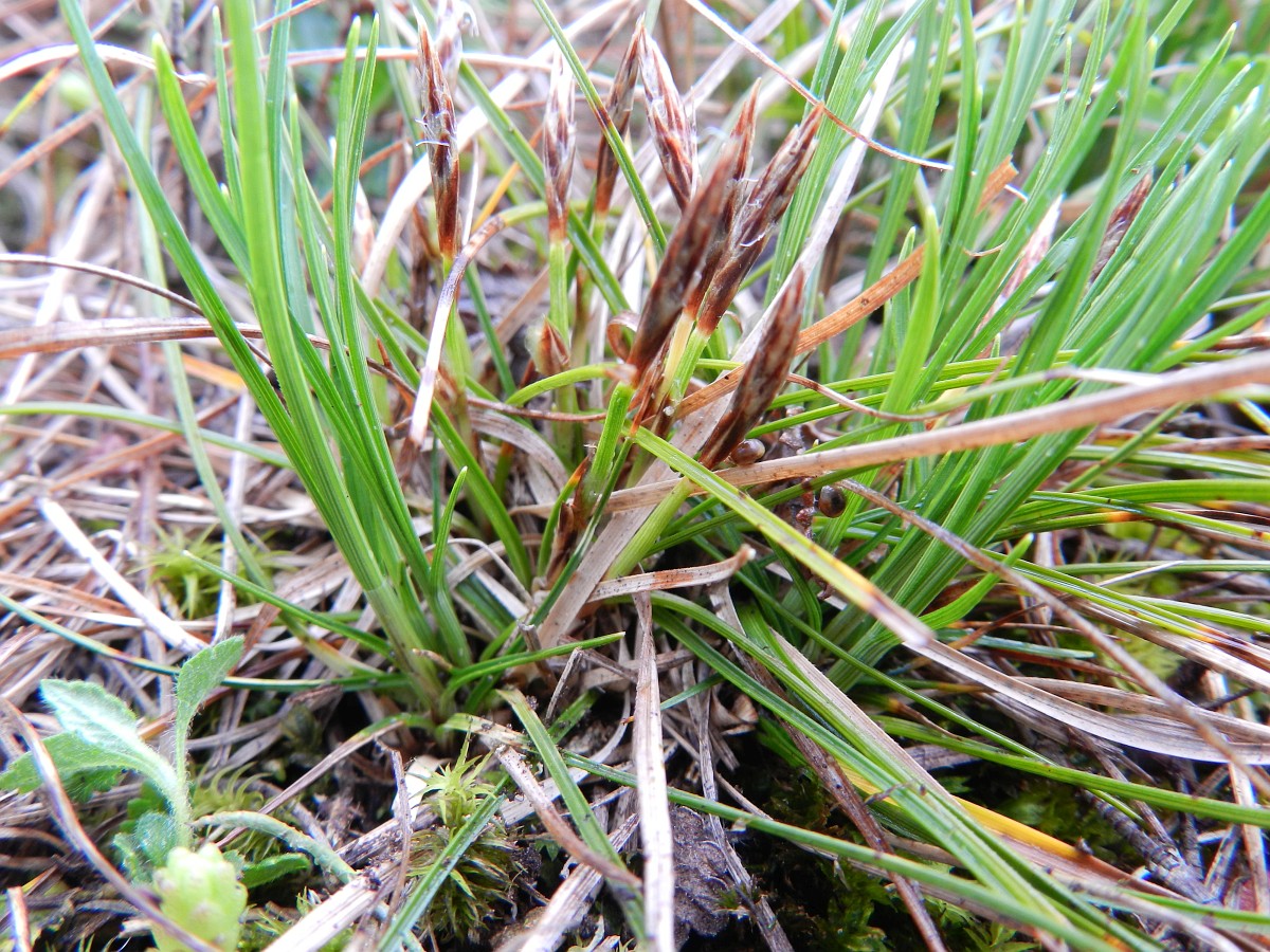 Carex humilis, Dwarf Sedge
