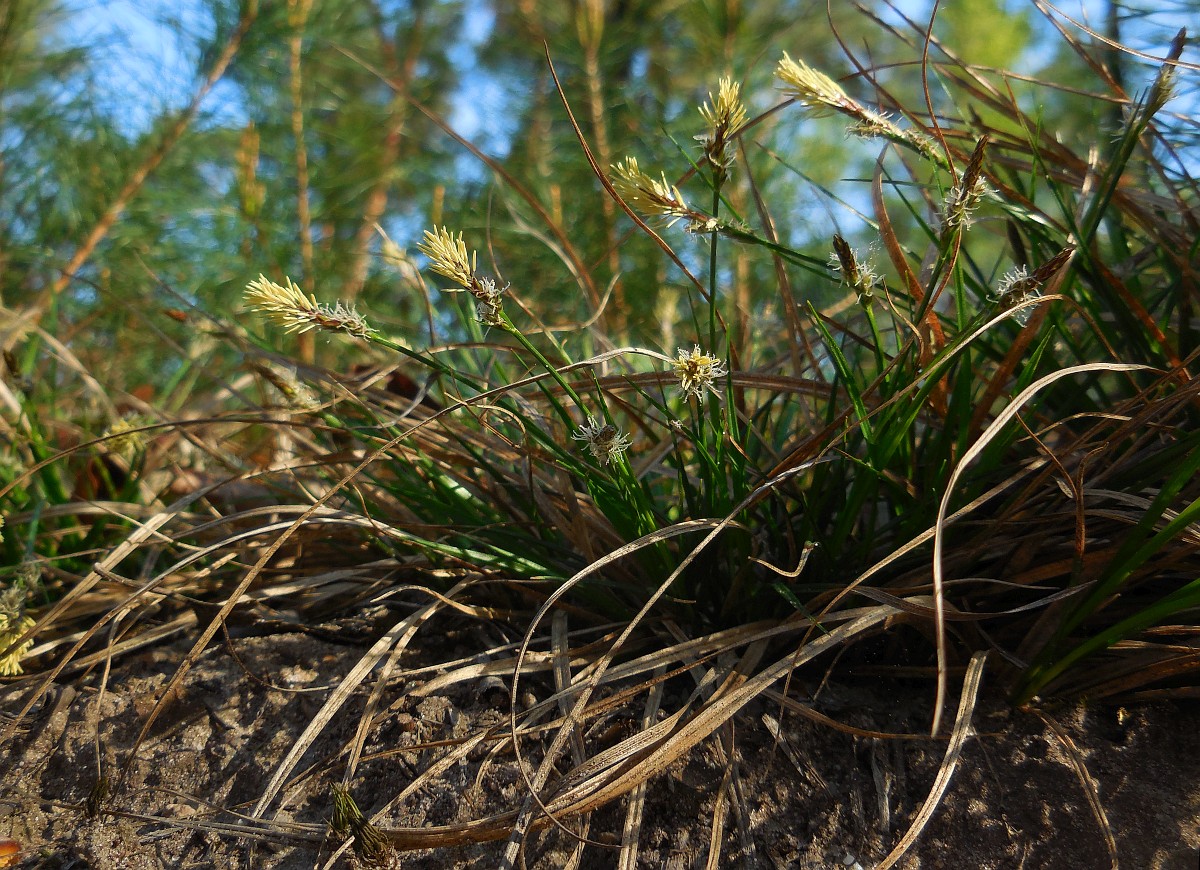 Carex pilulifera, Pill Sedge