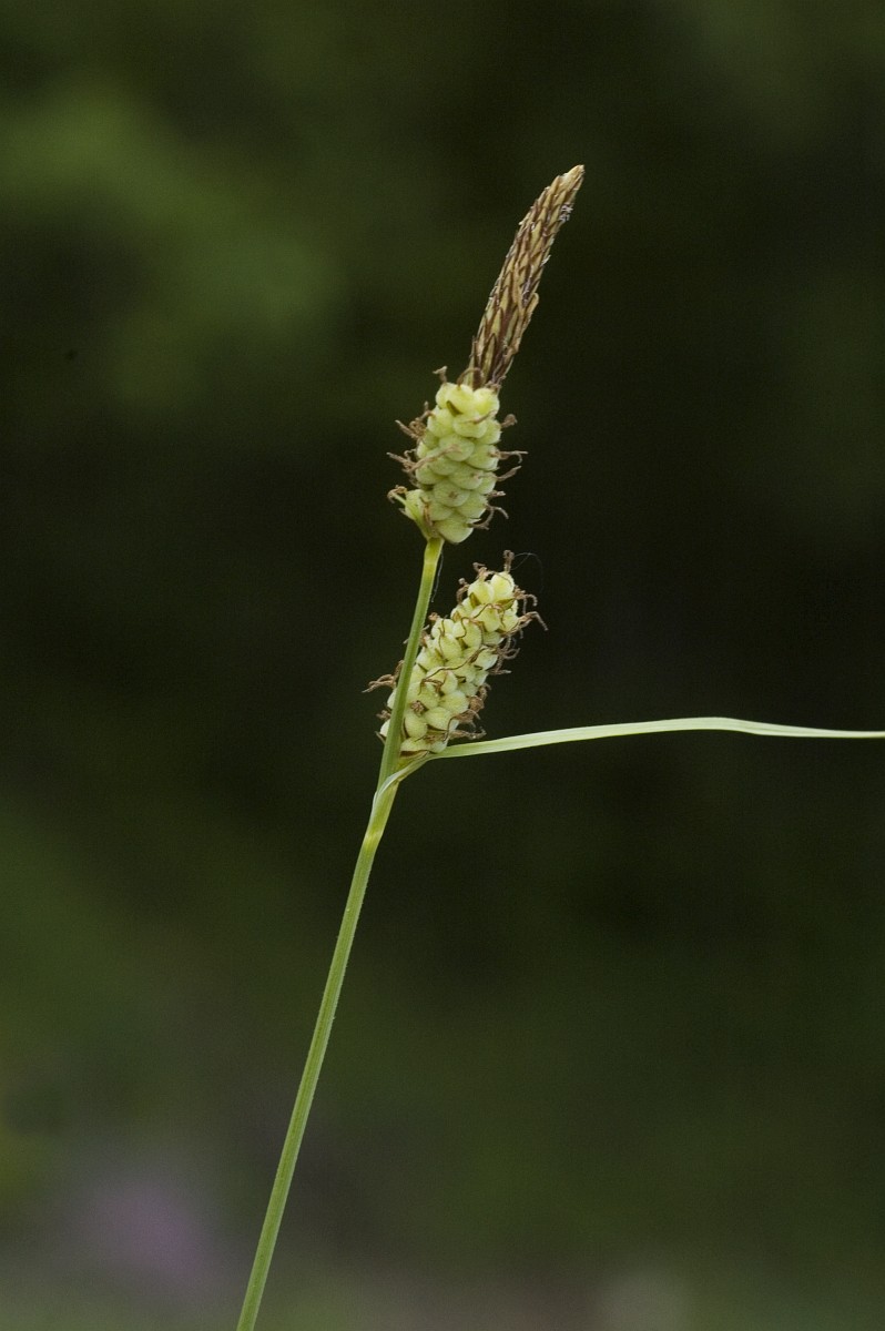 Carex pilulifera, Pill Sedge