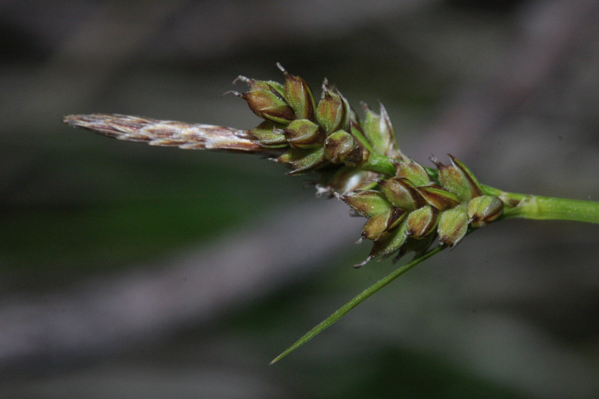Carex pilulifera, Pill Sedge